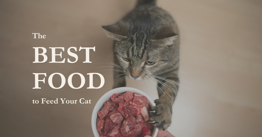 The Best Food to Feed Your Cat – Catto Watto