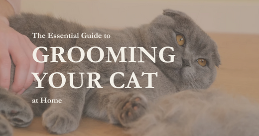 The Essential Guide to Grooming Your Cat at Home – Catto Watto